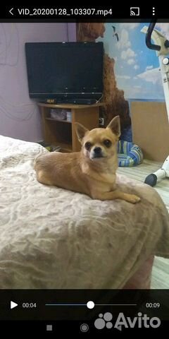 Жених чихуахуа