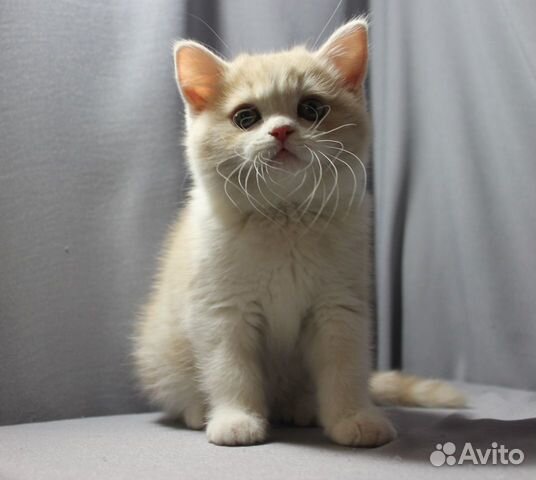 Скоттиш страйт малыш