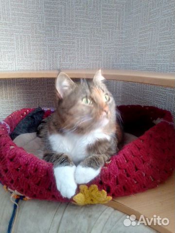 Кошка