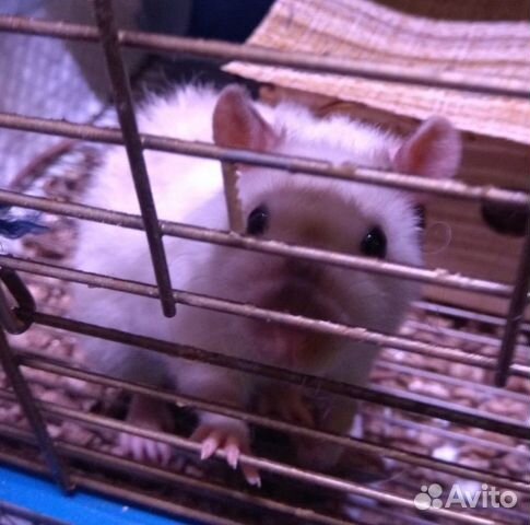 Крыс сиамский, Рекс с клеткой