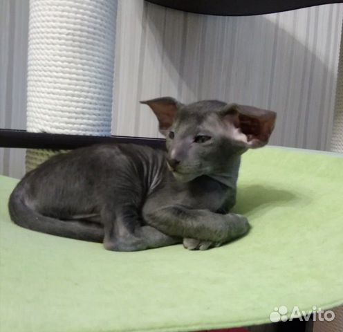 Ори мальчик