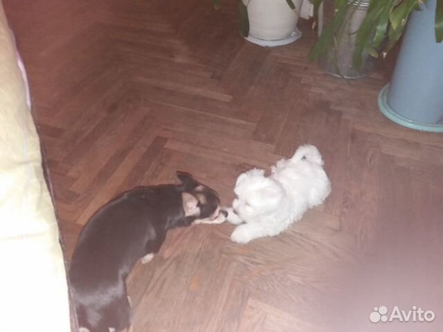 Мальтезе 2 мес