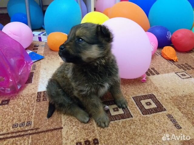 Щенок