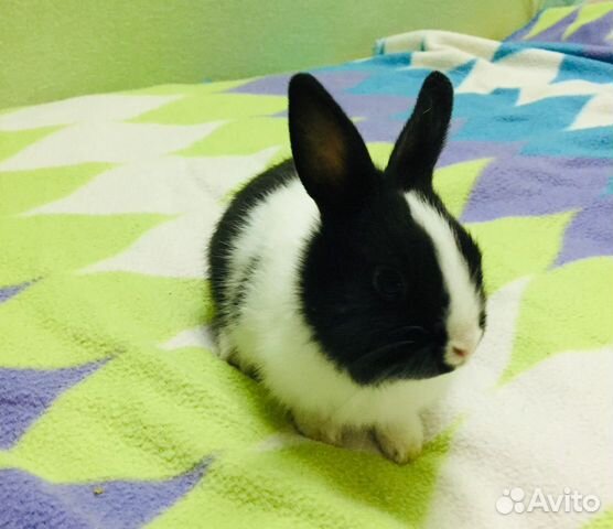 Продам декоративного карликового кролика