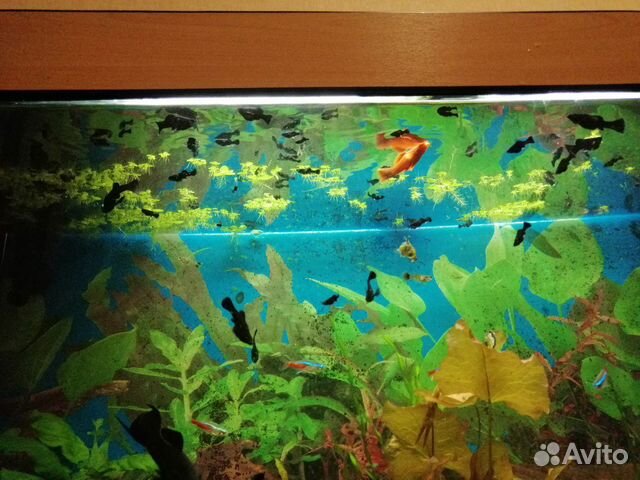 Молинезия черная