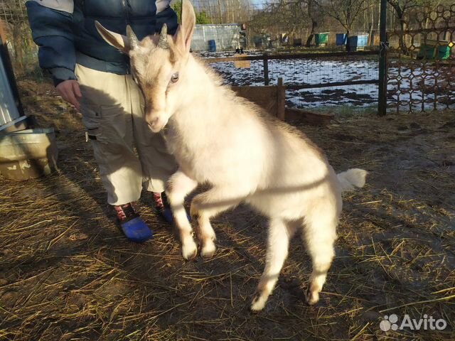 Козлик 75 альпиец