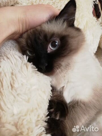 Отдам котика