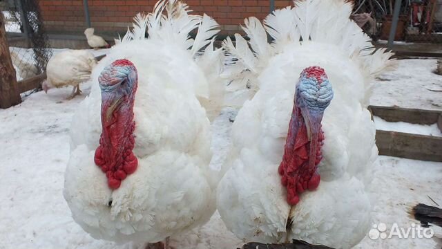 Продаются индюки