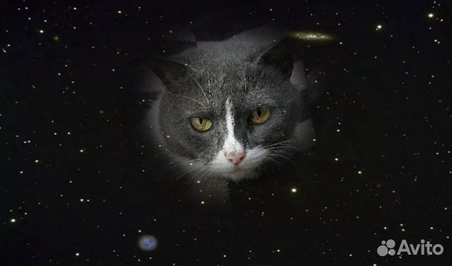 Межгалактическая кошь)