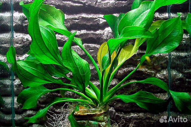 Аквариумные растения