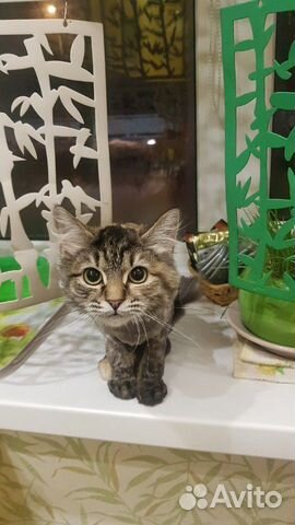 Кошка