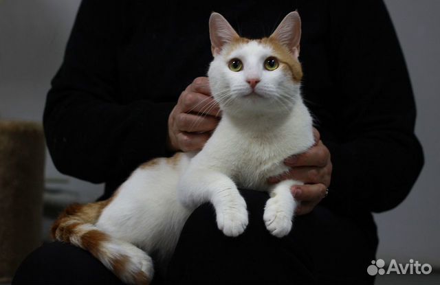 Ласковый котобуль Бон Бон 1-1,5 года ищет свой дом