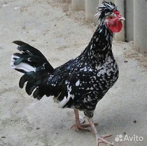 Королевский гудан семья