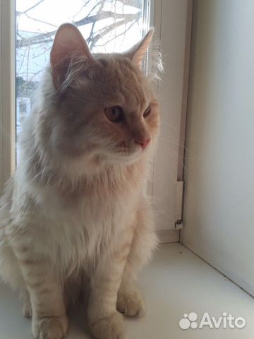 Курилы коты