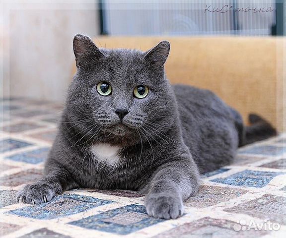 Жан-Поль просто классный кот