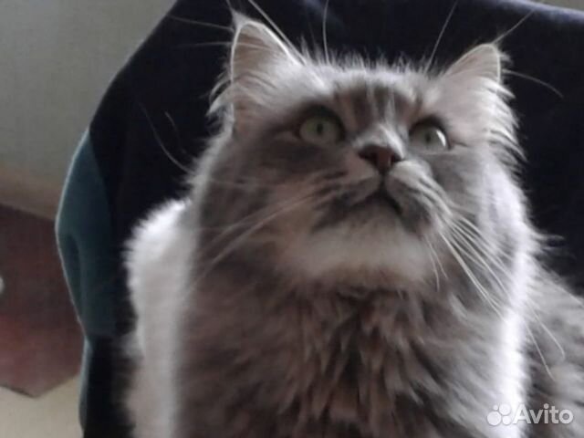 Потерялась кошка