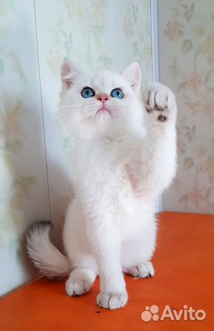 Золотая колорочка