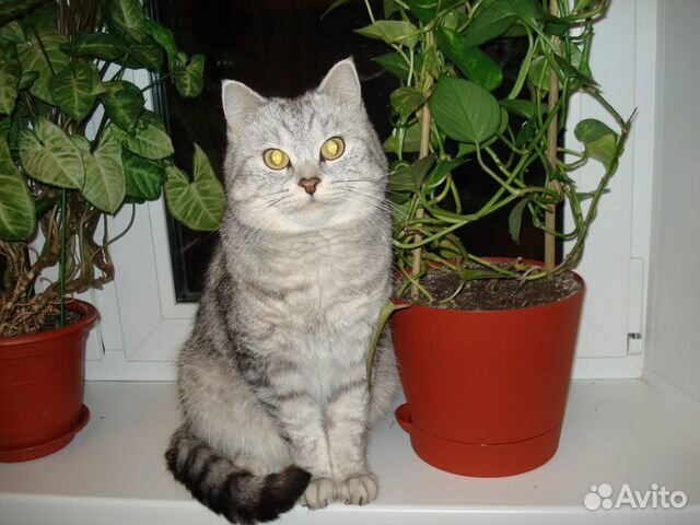 Вязка кошек