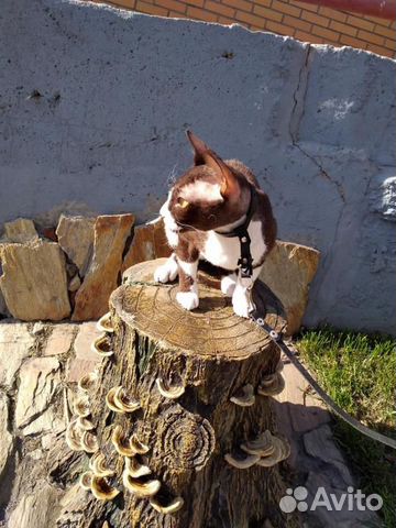 Сфинкс Арчи