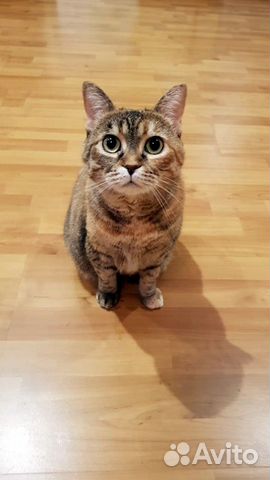 Красотка Рыся