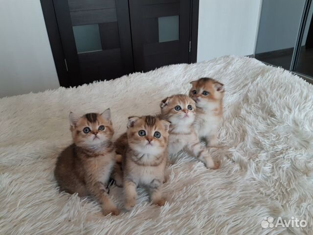 Золотые мальчуганы