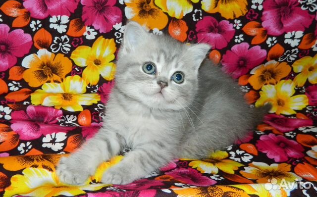 Шотландский котенок