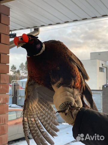 Фазан Охотничий