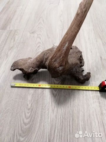 Корягам мангровая