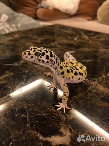 Самец эублефара на спаривание