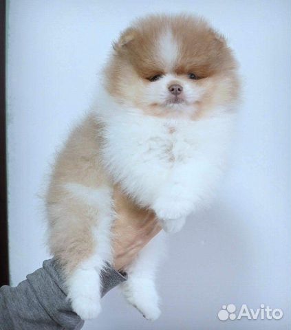 Голубоглазый красавчик