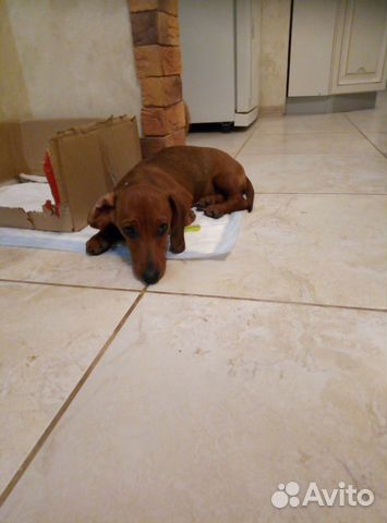 Продается щенок Такса