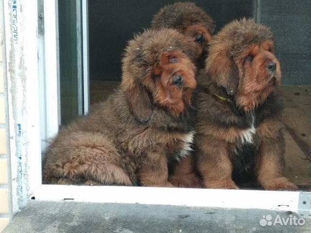 Тибетский Мастиф Китай