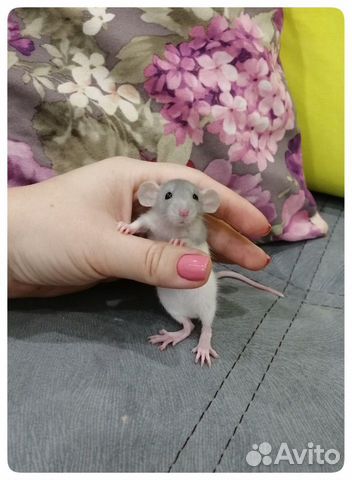 Голубые крысы крысята крыски Дамбо