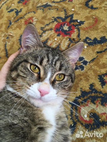 Котик Мирон в дар