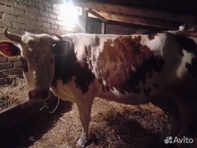 Корова с теленком