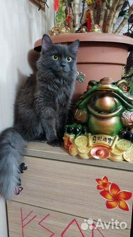 Кошка