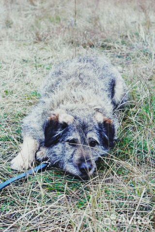 Тихая собака Тоша хочет домой