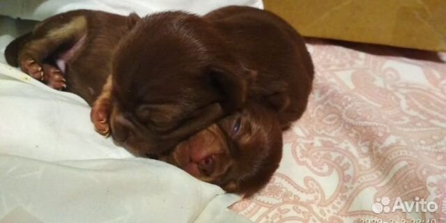 Шоколадные чишки