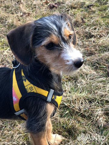 Отдам собаку в хорошие руки