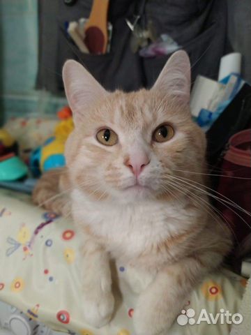 Кот