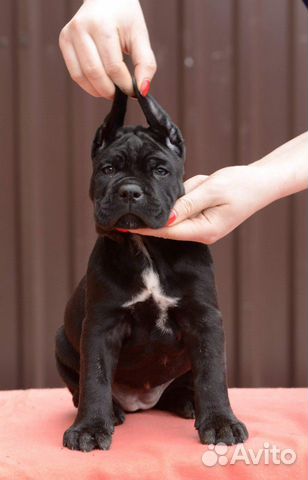 Щенки Кане Корсо