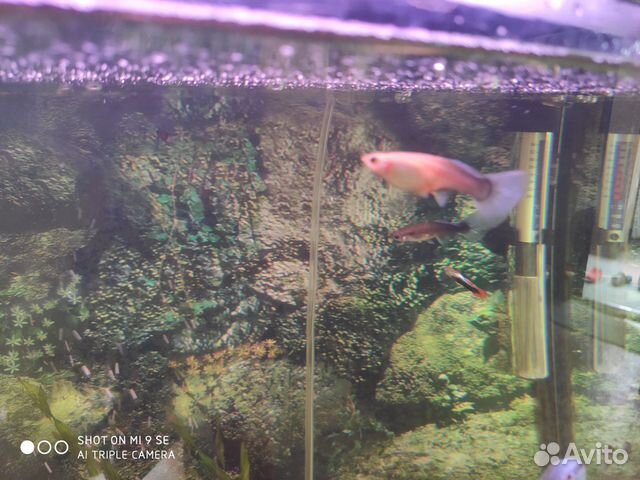 Гуппи продажа и обмен