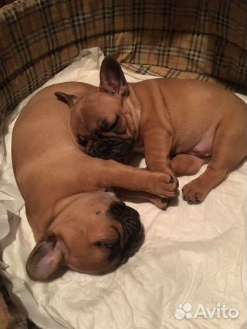 Щенки Французы (Красный ген)