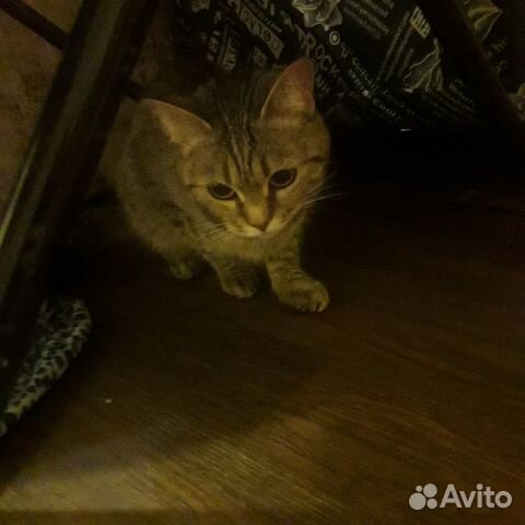 Кошка