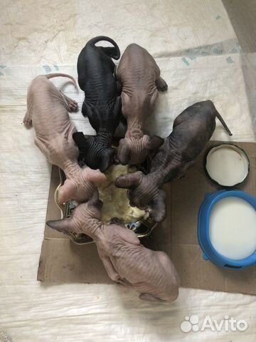 Котята сфинкс