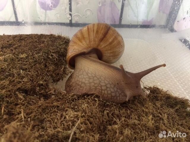 Улитка ахатина