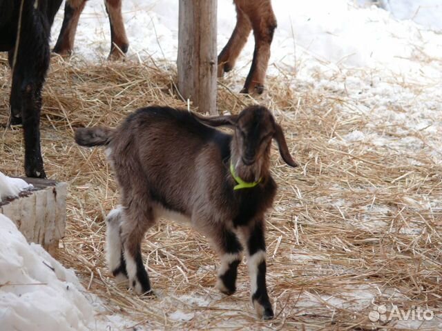Процентные козлики