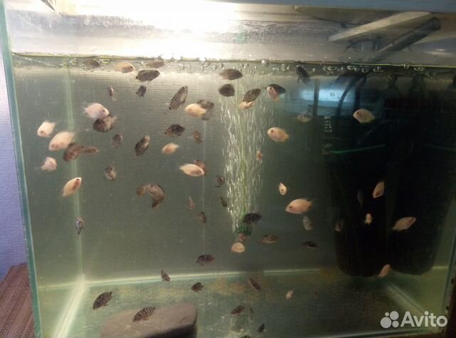 Цихлазома чернополосая - альбинос