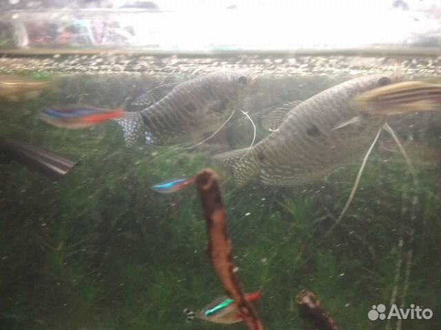 Гурами, родостомус, неоны, данио