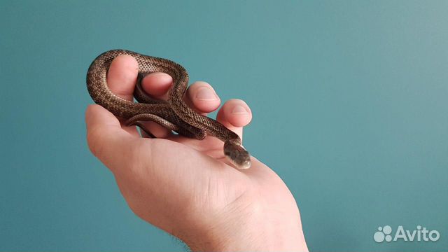 Островной полоз Elaphe climacophora